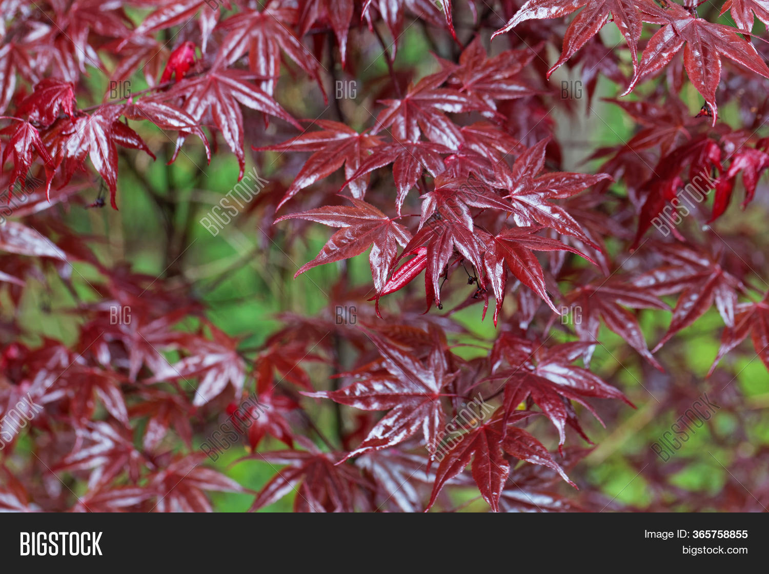 Red Leaves Japanese Image & Photo (Free Trial) | Bigstock