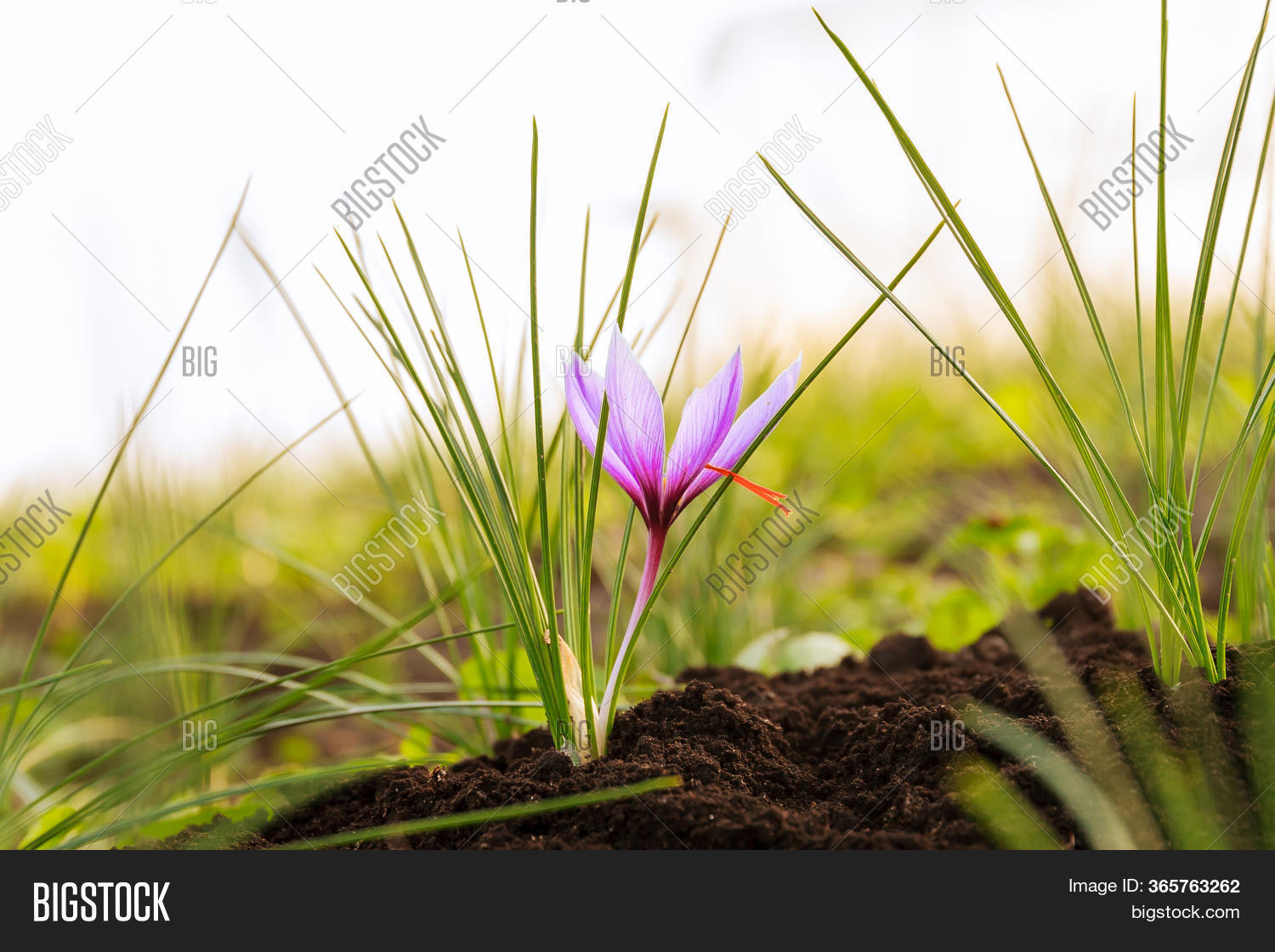 Saffron Flowers On Image & Photo (Free Trial) | Bigstock