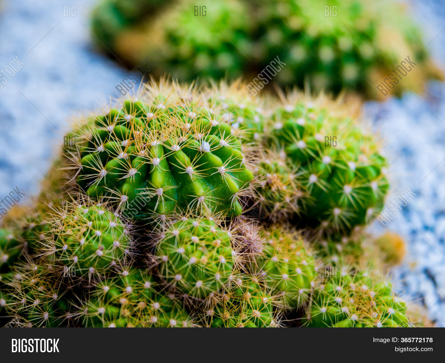 Beautiful Macro Shots Image & Photo (Free Trial) | Bigstock