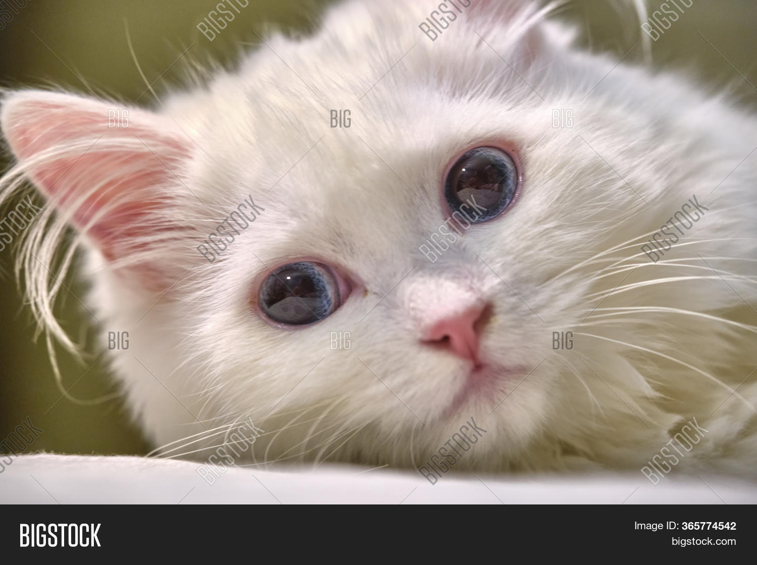 Turkish Angora Blue Image & Photo (Free Trial) | Bigstock