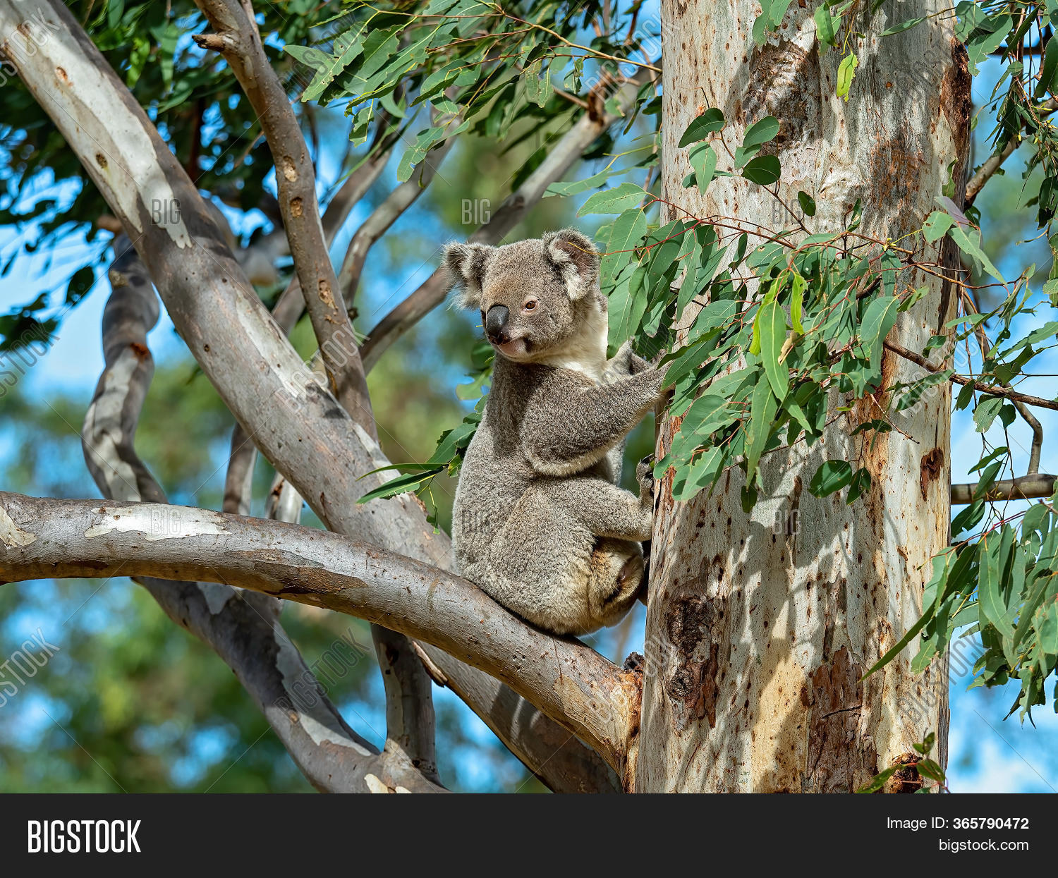 Female Australian Image & Photo (Free Trial) | Bigstock