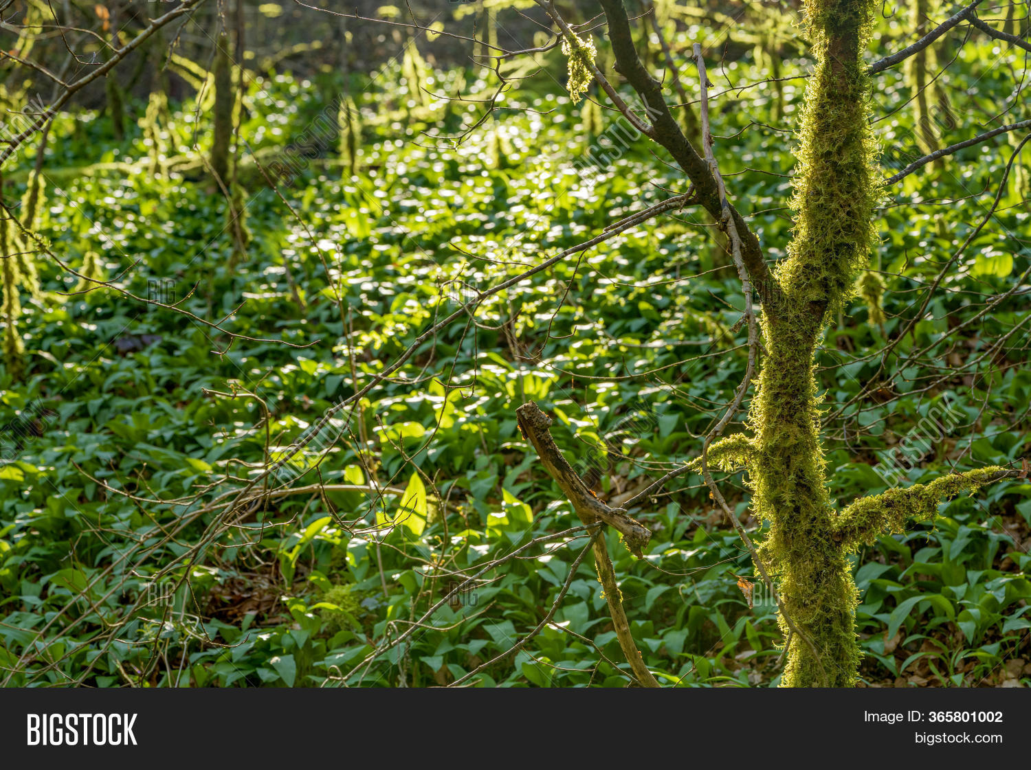 Natural Forest Scenery Image & Photo (Free Trial) | Bigstock