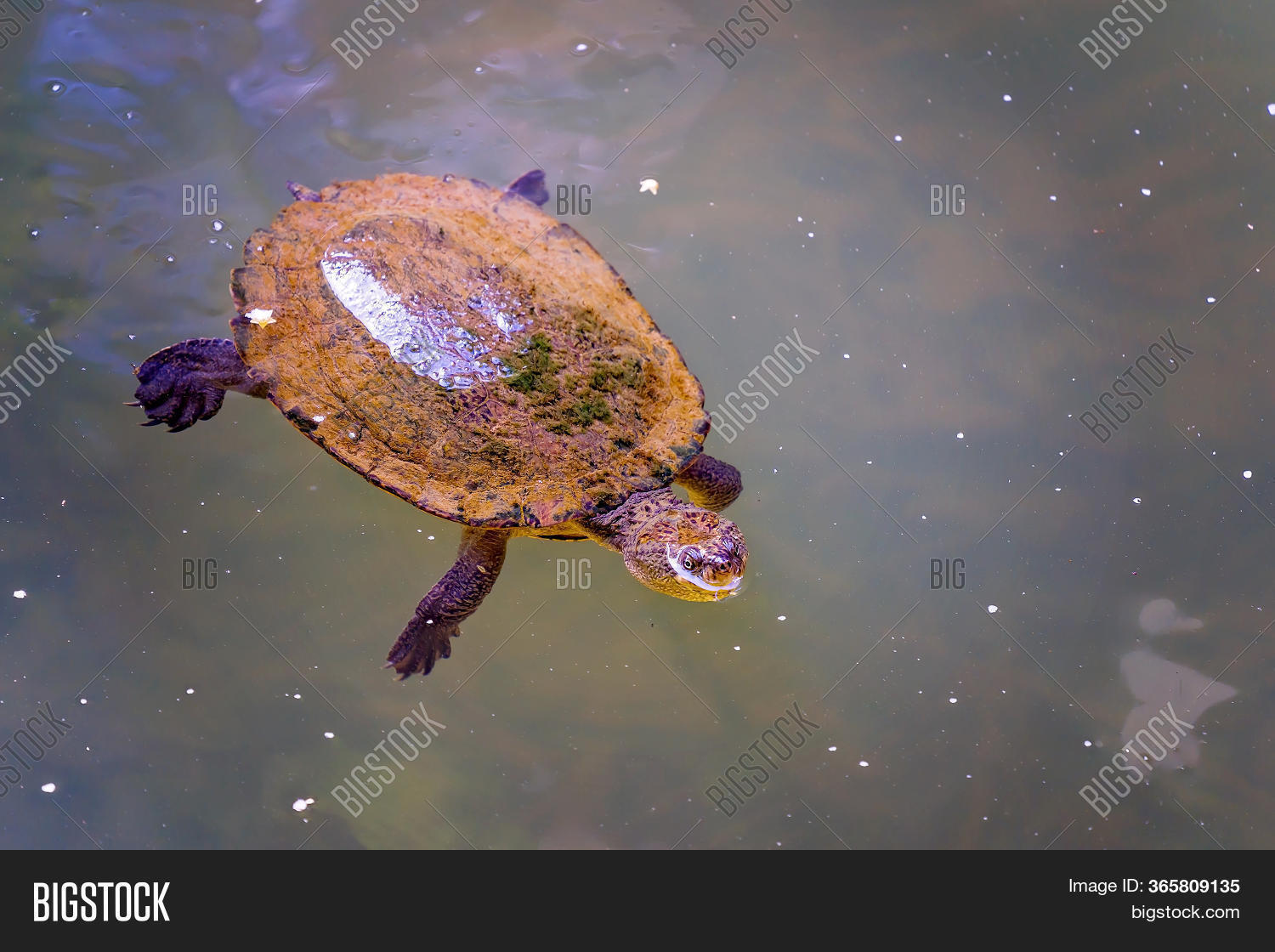 Small Freshwater Image & Photo (Free Trial) | Bigstock
