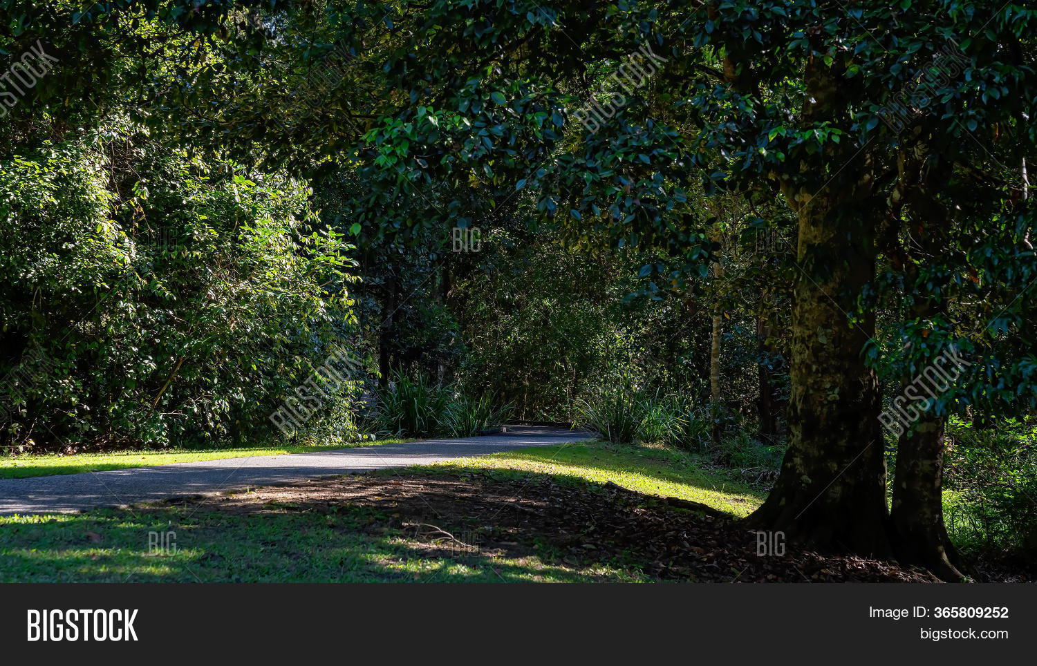 Walking Track Through Image & Photo (Free Trial) | Bigstock