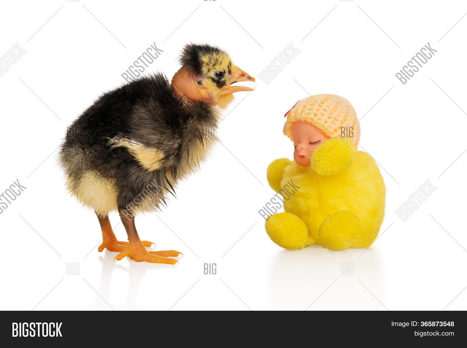 Scary Chicken Bare Image & Photo (Free Trial) | Bigstock
