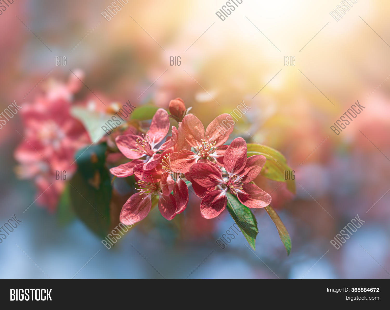 Branch Pink Apple Image & Photo (Free Trial) | Bigstock