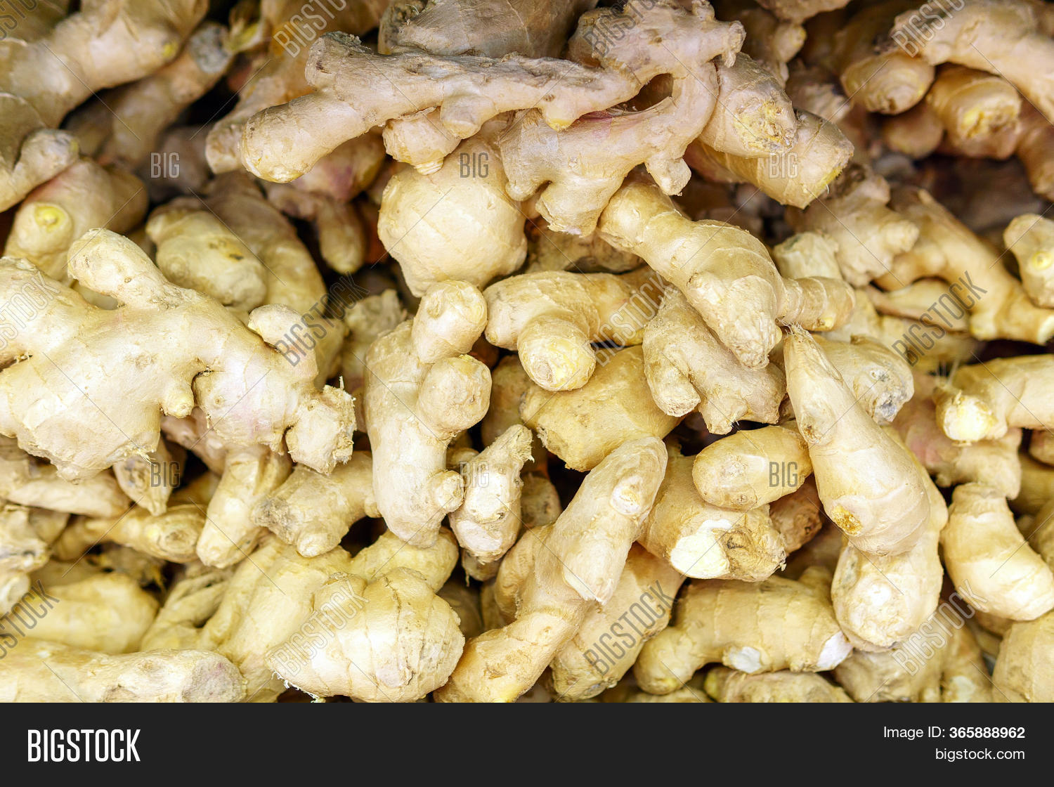 Organic Ginger Roots Image & Photo (Free Trial) | Bigstock
