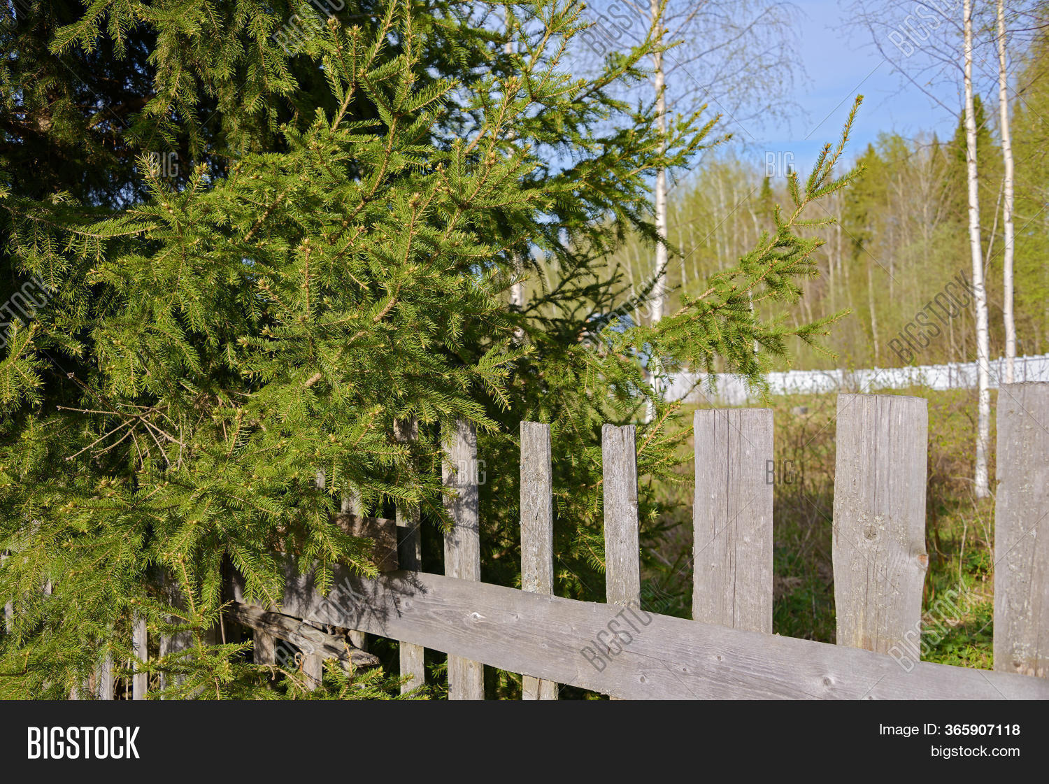 Green Spruce Branches Image & Photo (Free Trial) | Bigstock