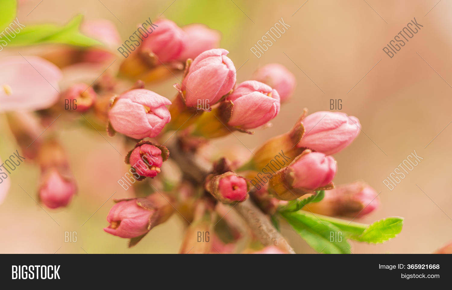 Flowering Bush Nut Image & Photo (Free Trial) | Bigstock