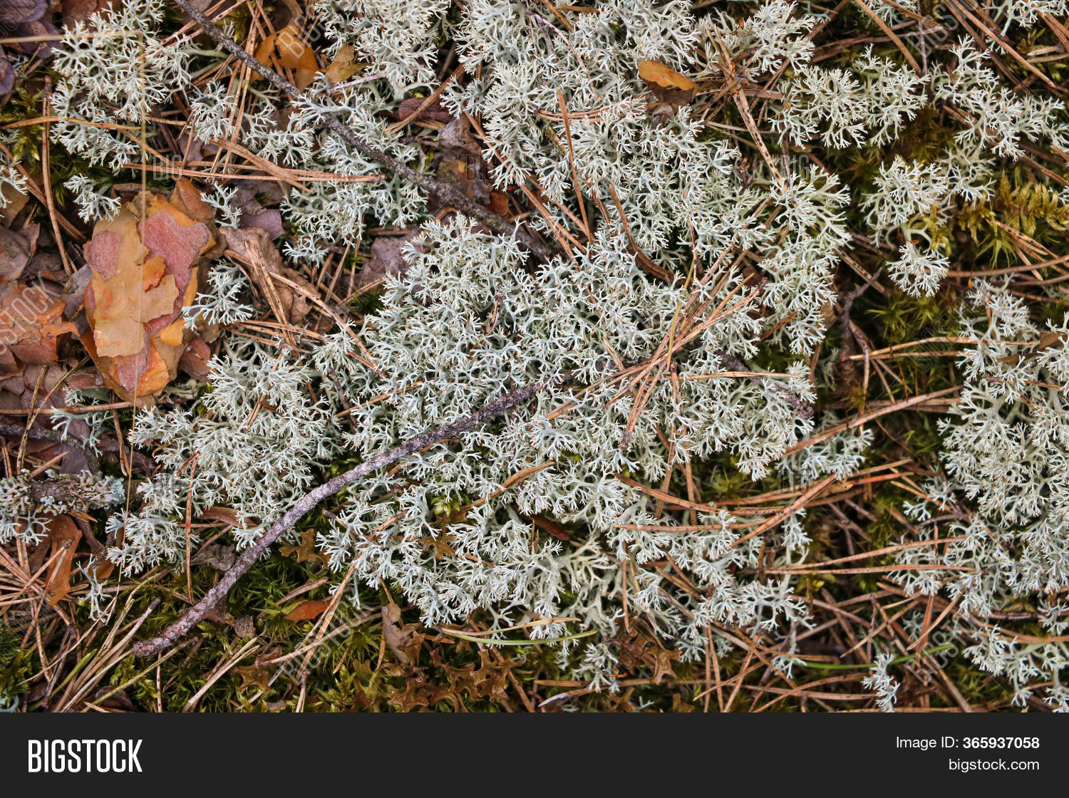 Beautiful Moss Spring Image & Photo (Free Trial) | Bigstock