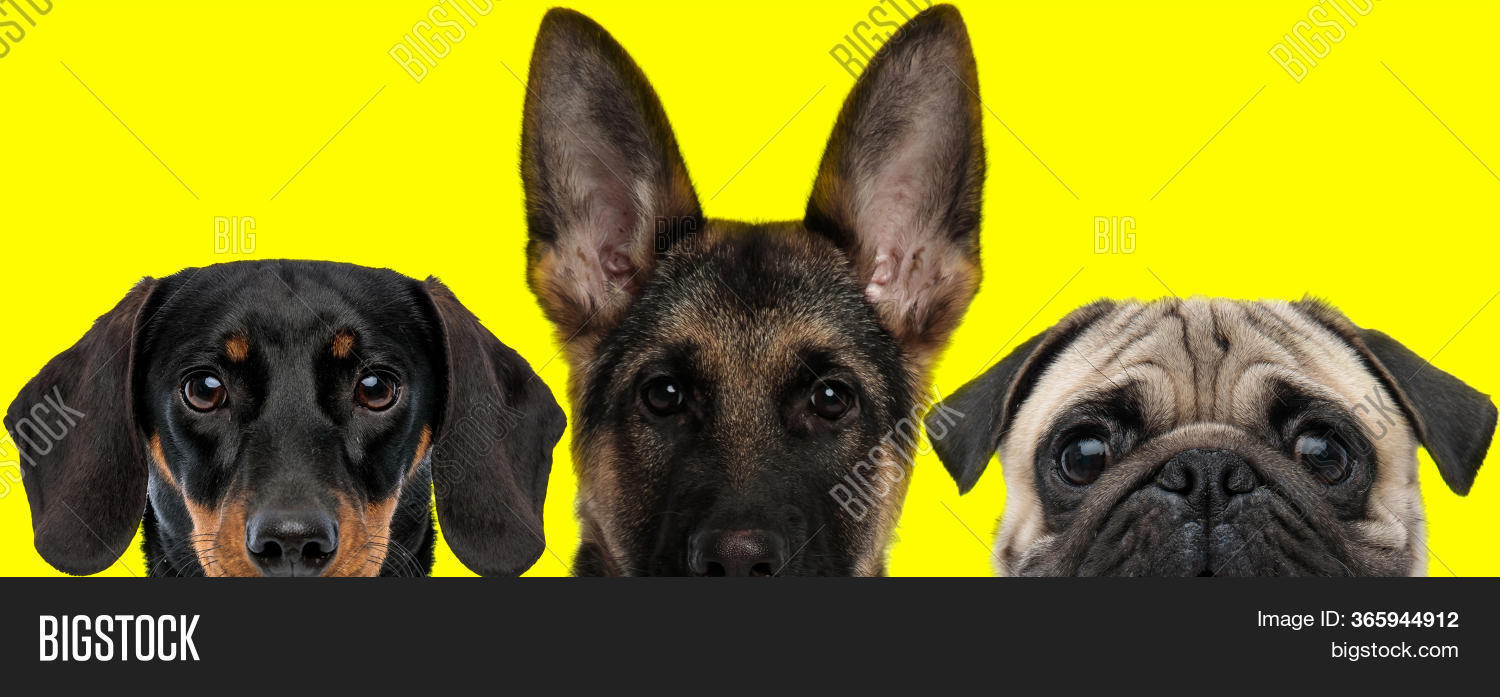 Cute Couple 3 Dogs Image & Photo (Free Trial) | Bigstock