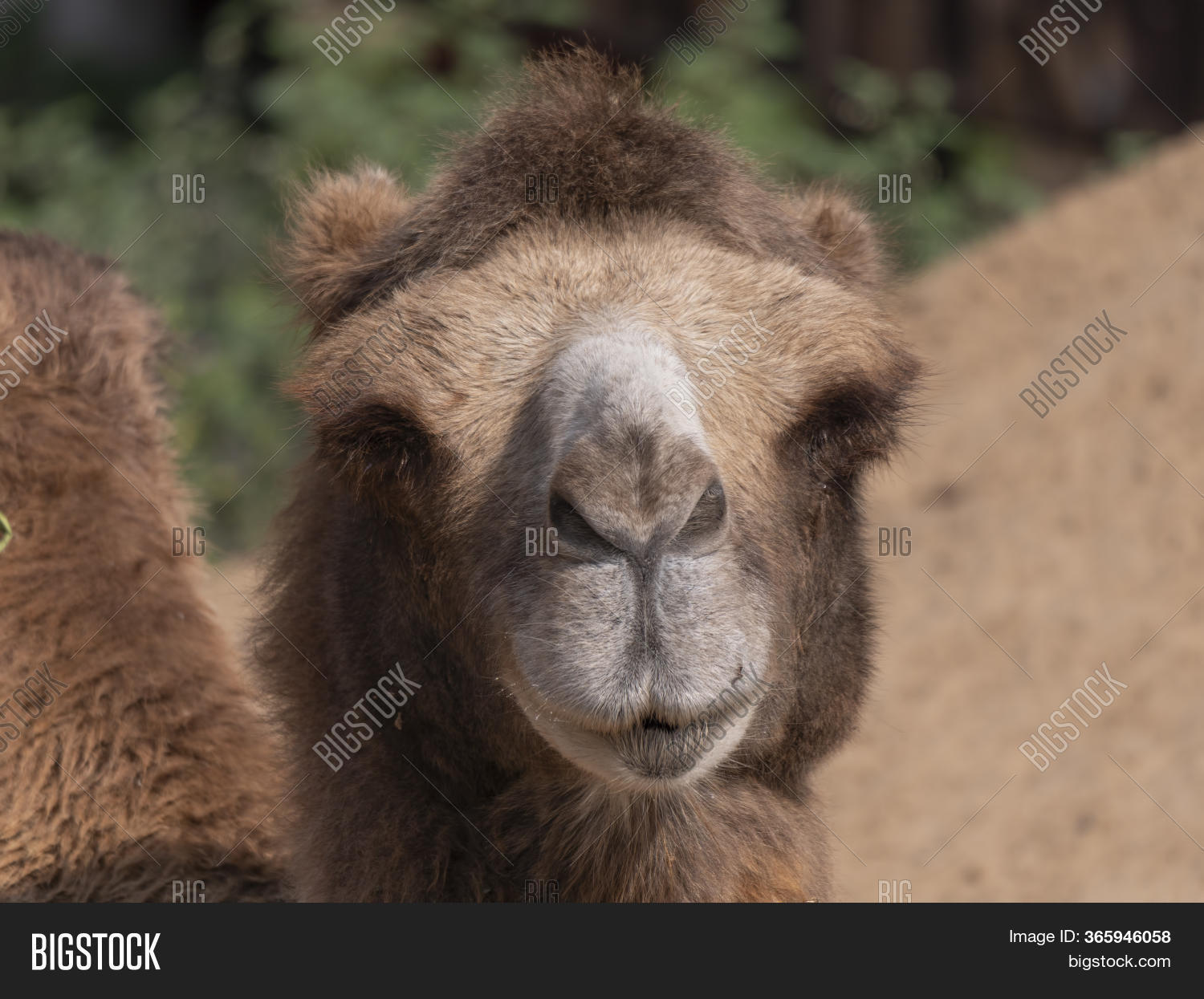 Portrait Graceful Two- Image & Photo (Free Trial) | Bigstock