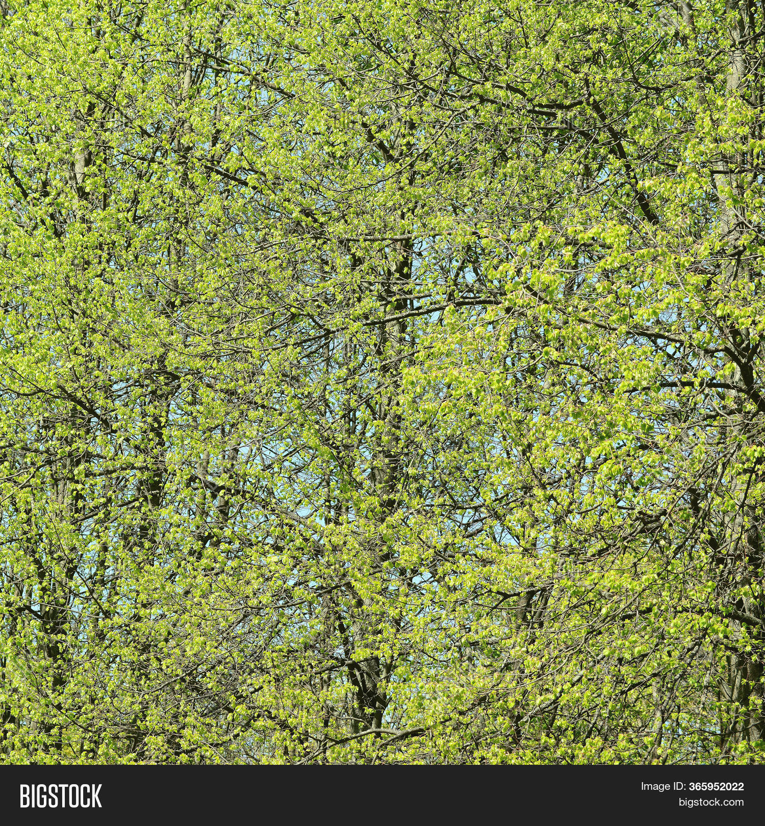 Tree Branches Image & Photo (Free Trial) | Bigstock