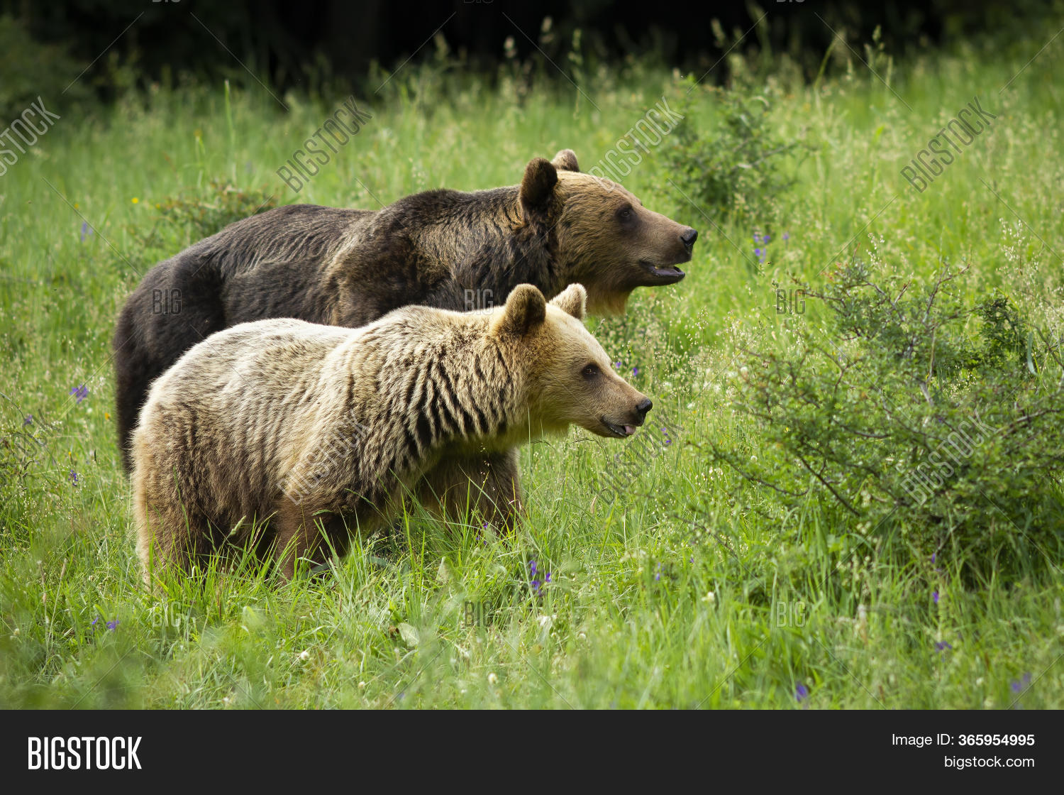 Couple Brown Bear Image & Photo (Free Trial) | Bigstock