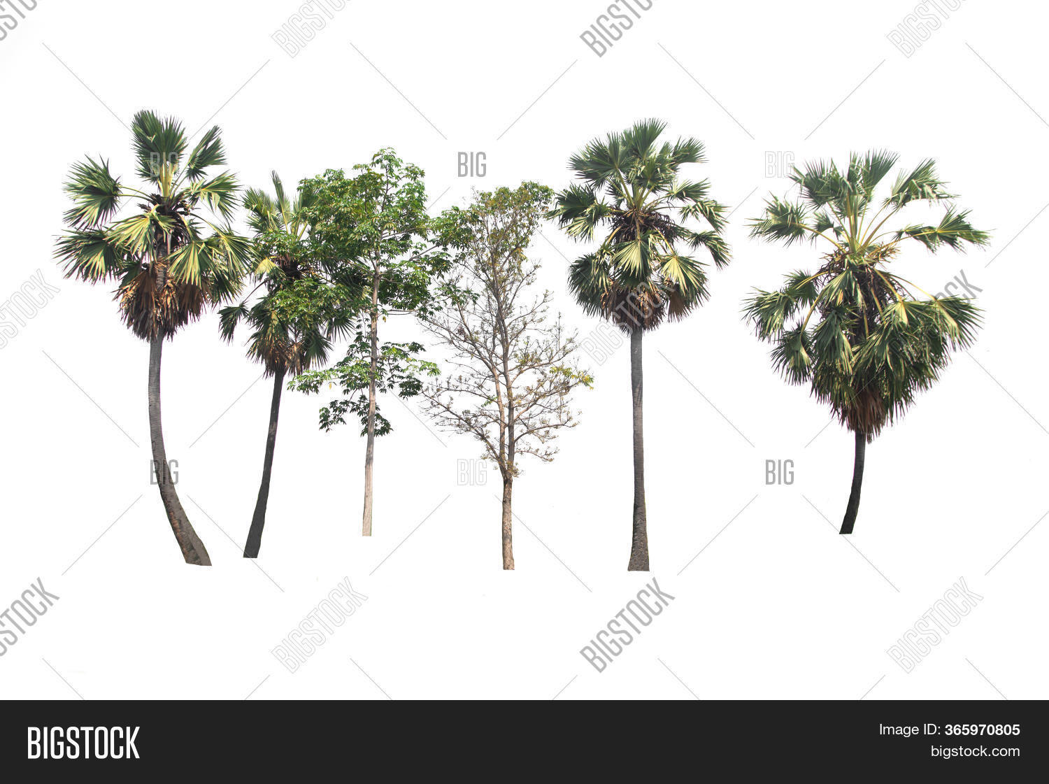 Group Coconut Tree On Image & Photo (Free Trial) | Bigstock