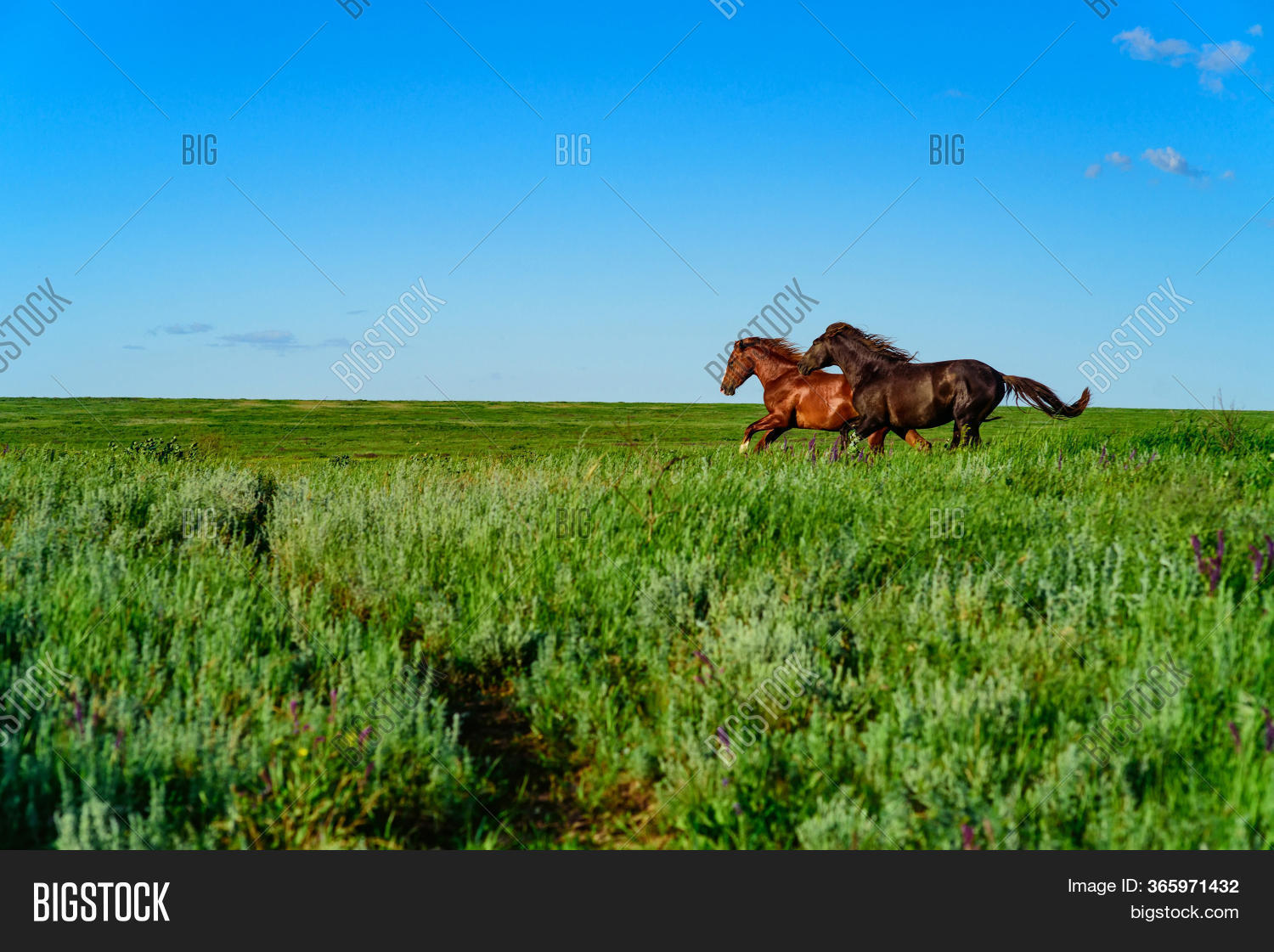 Quarter Horse Galloping On