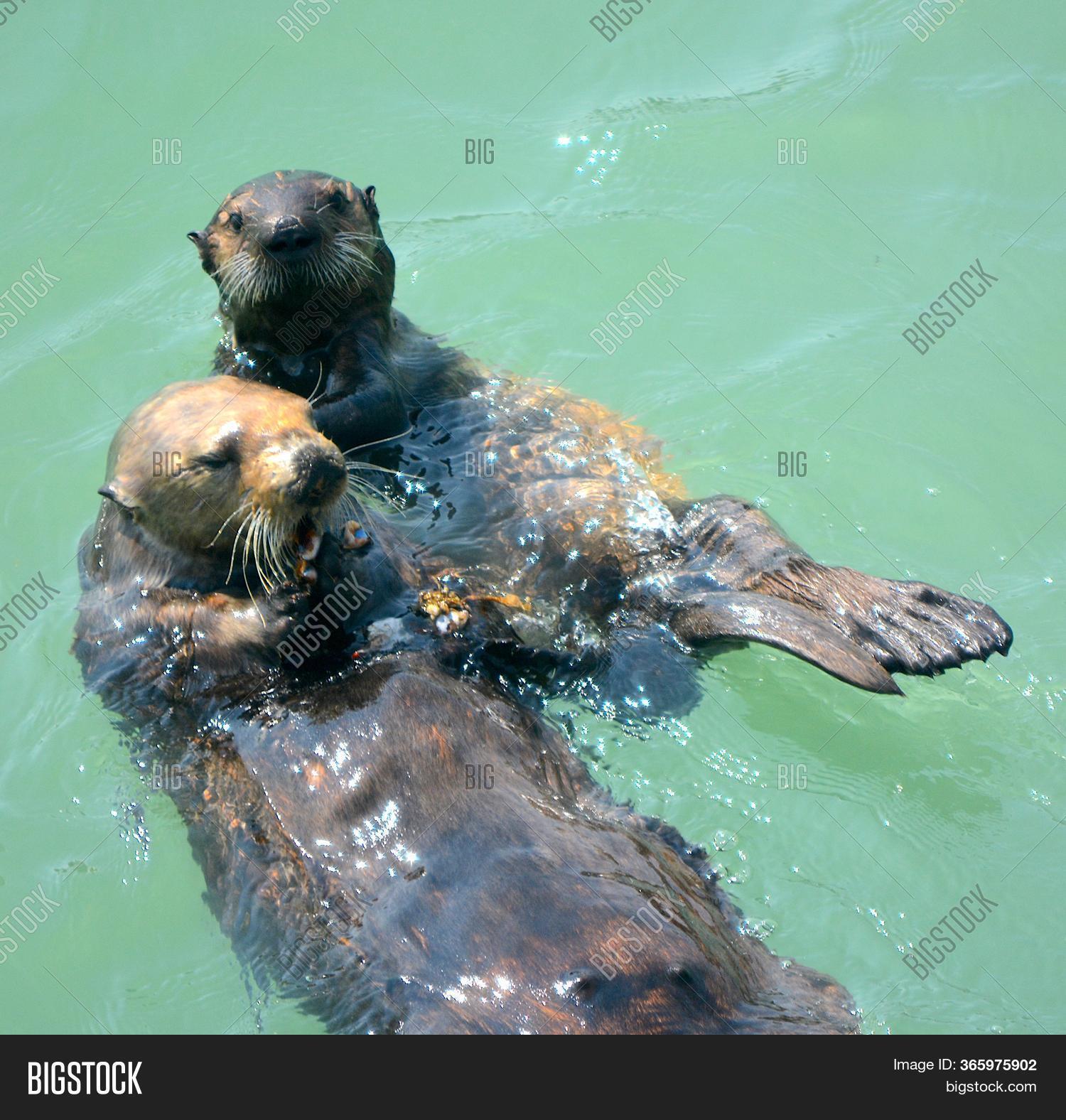 Mom Baby Sea Otter Bay Image & Photo (Free Trial) | Bigstock