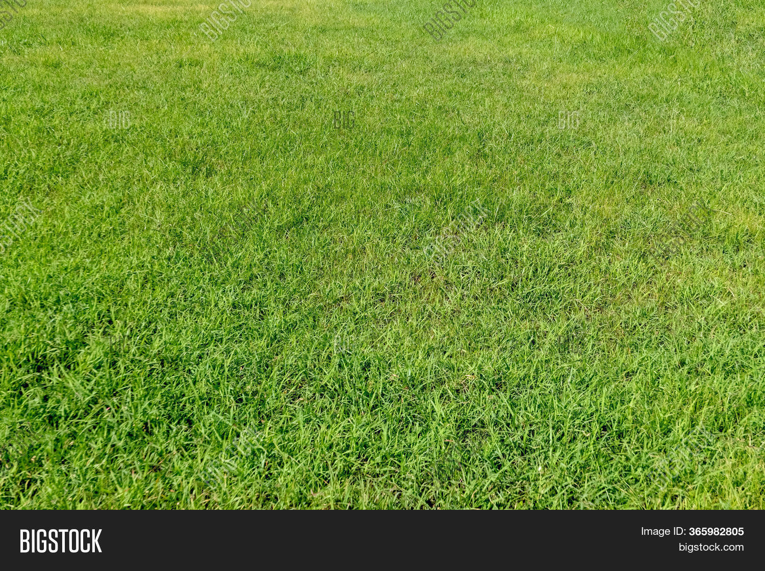Green Grass Texture Image & Photo (Free Trial) | Bigstock