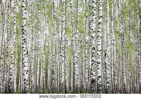 Trunks Birch Trees Image & Photo (Free Trial) | Bigstock