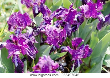 Iris Bush. Bouquet Image & Photo (Free Trial) | Bigstock