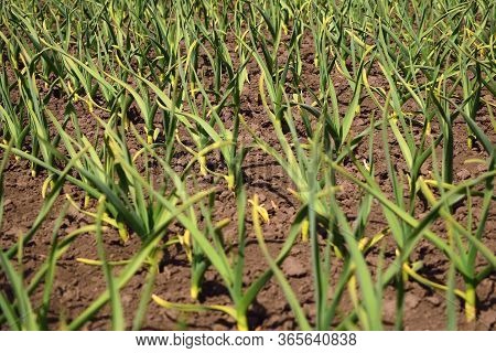 Garlic Plantation. Image & Photo (Free Trial) | Bigstock
