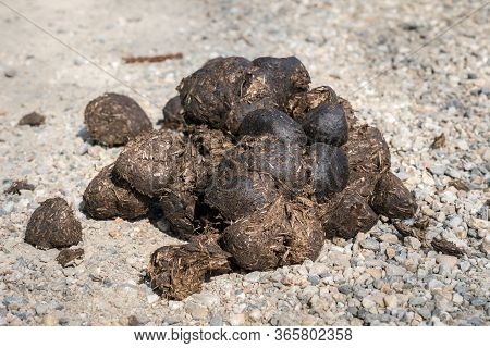 Horse Feces On Road - Image & Photo (Free Trial) | Bigstock