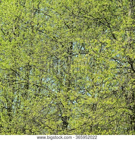 Tree Branches Image & Photo (Free Trial) | Bigstock