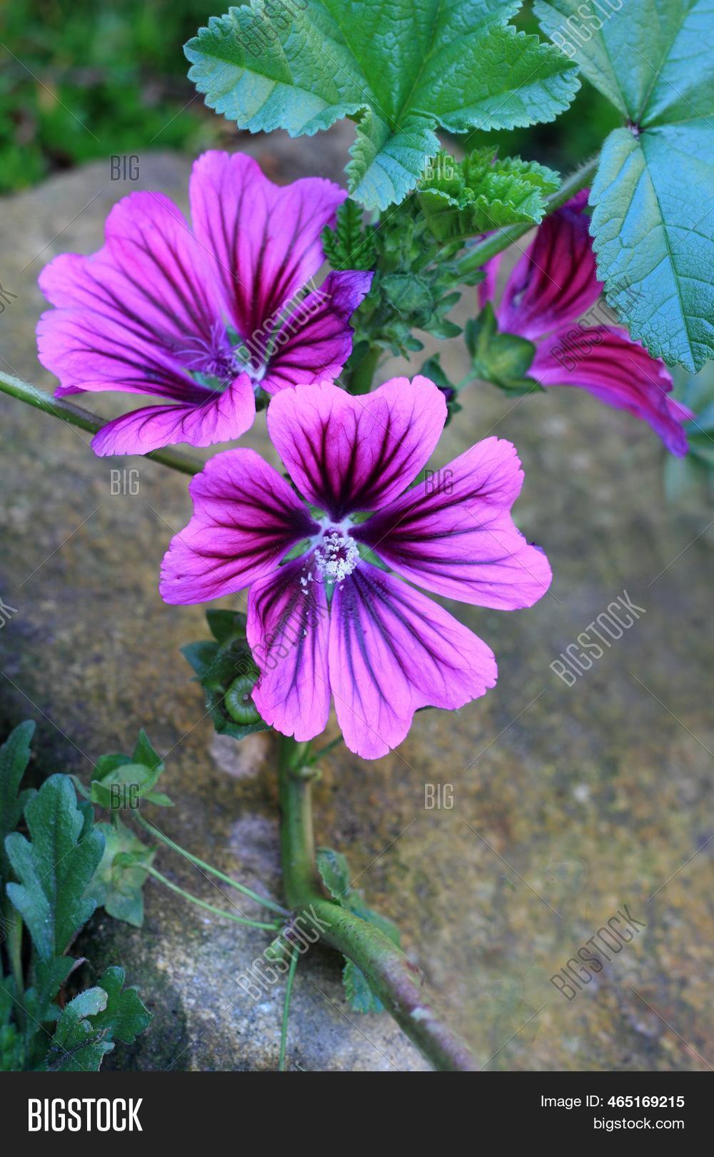 Plant Wild Mallow, Lat Image & Photo (Free Trial) | Bigstock