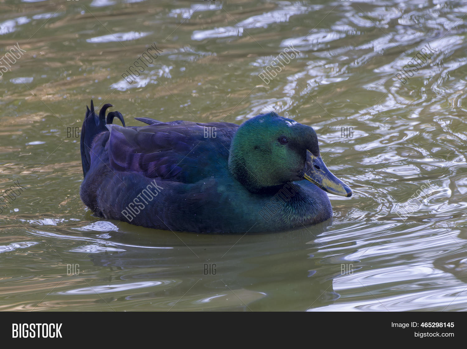 Cayuga Duck. Cayuga Image & Photo (Free Trial) | Bigstock