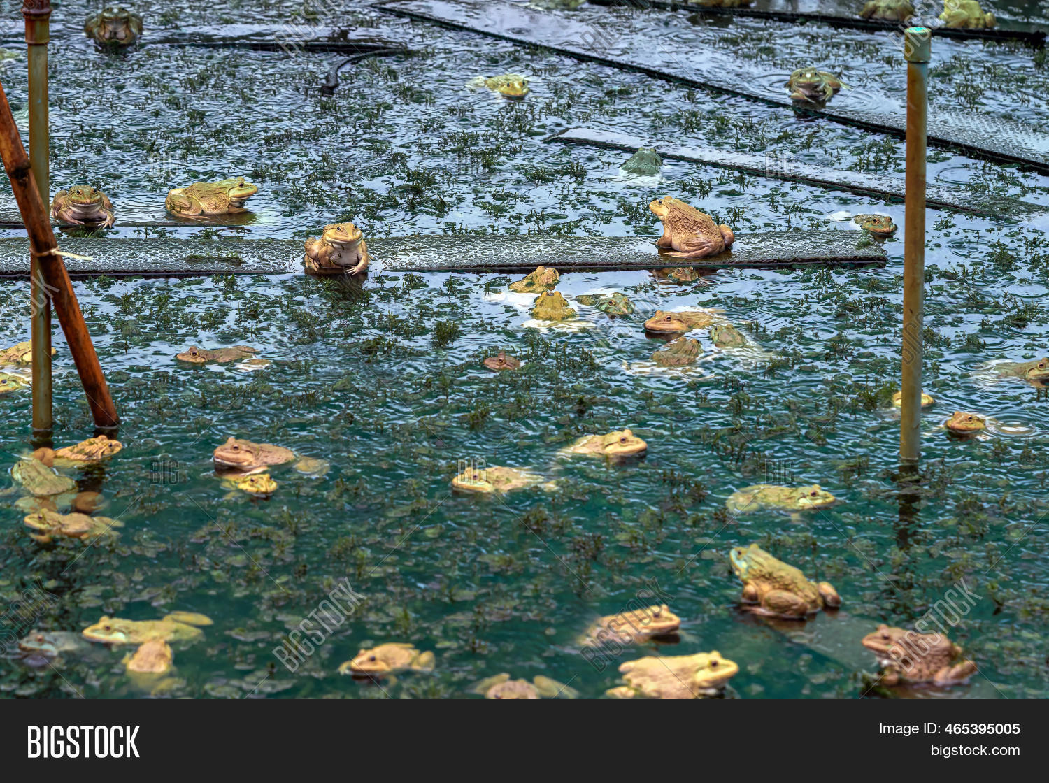 Frogs Farm Agriculture Image & Photo (Free Trial) | Bigstock