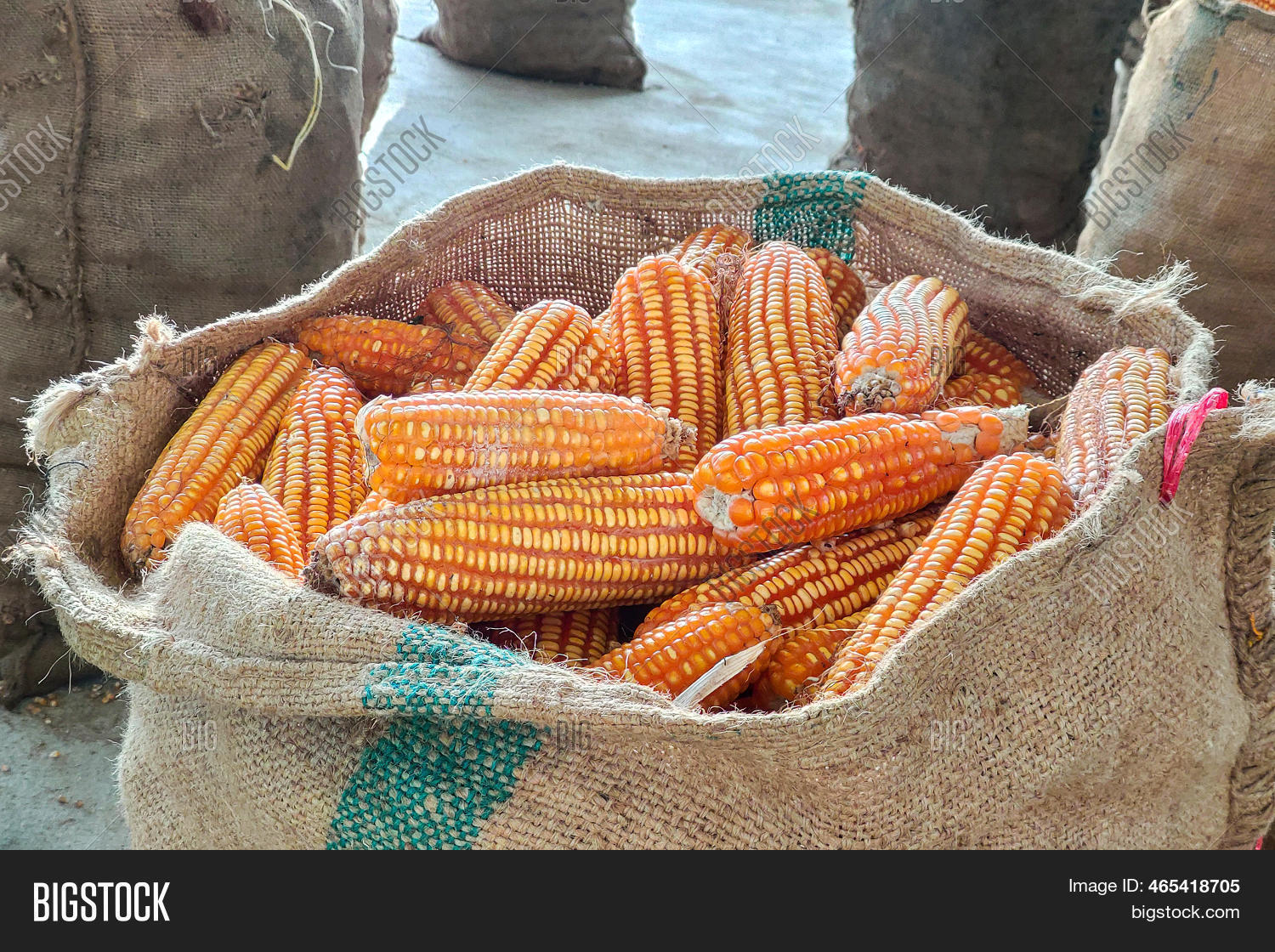 Piles Corn Were Placed Image & Photo (Free Trial) | Bigstock