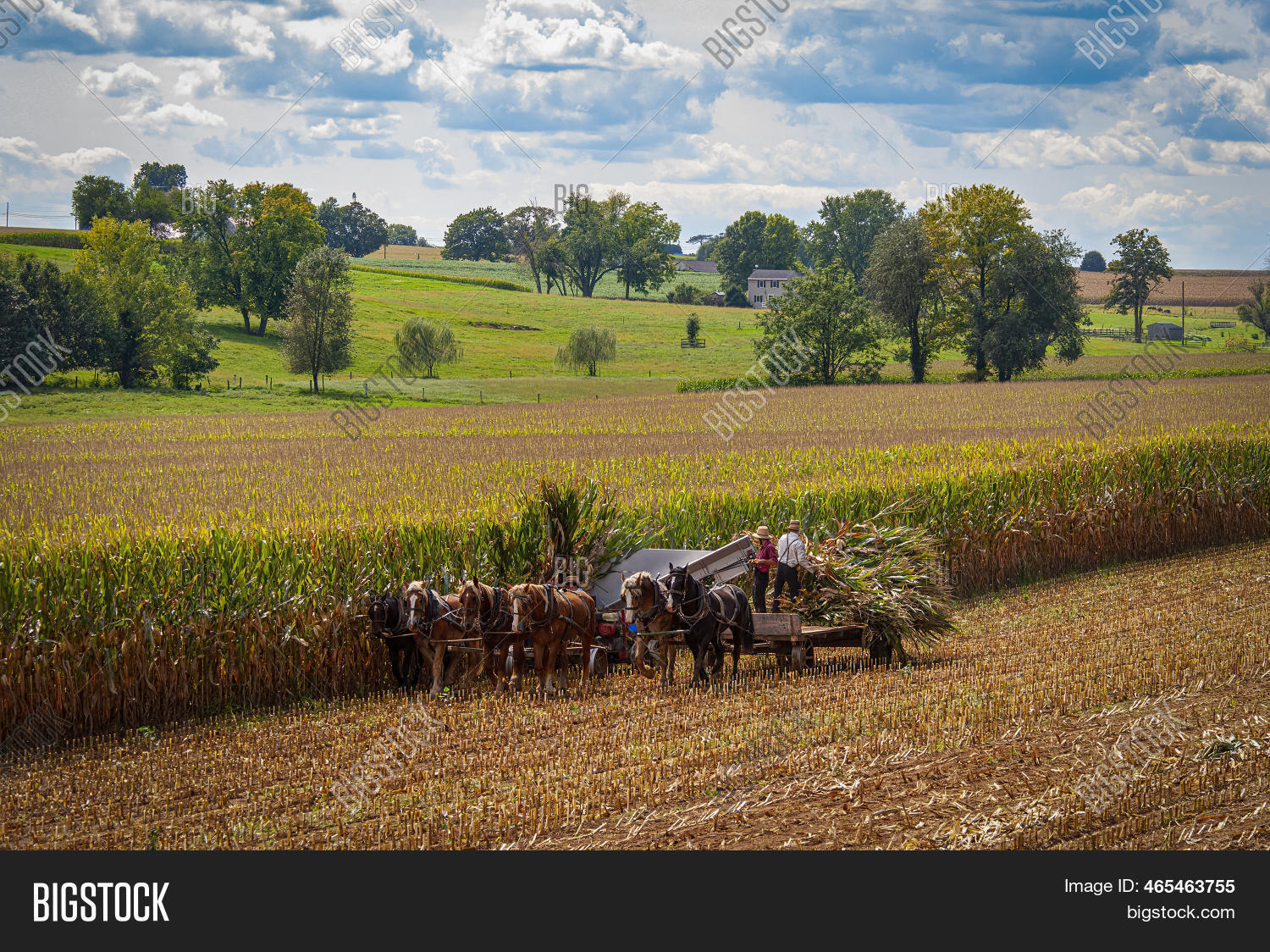 View Amish Harvesting Image & Photo (Free Trial) | Bigstock