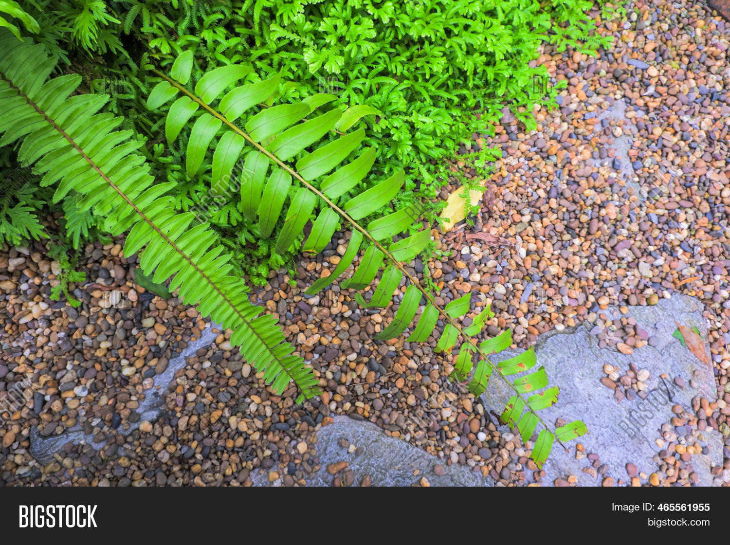 Top View Green Fern Image & Photo (Free Trial) | Bigstock