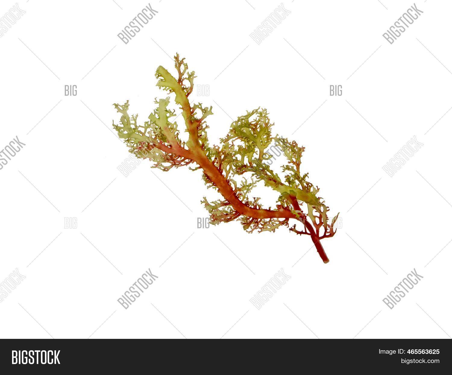 Marine Red Algae Image & Photo (Free Trial) | Bigstock