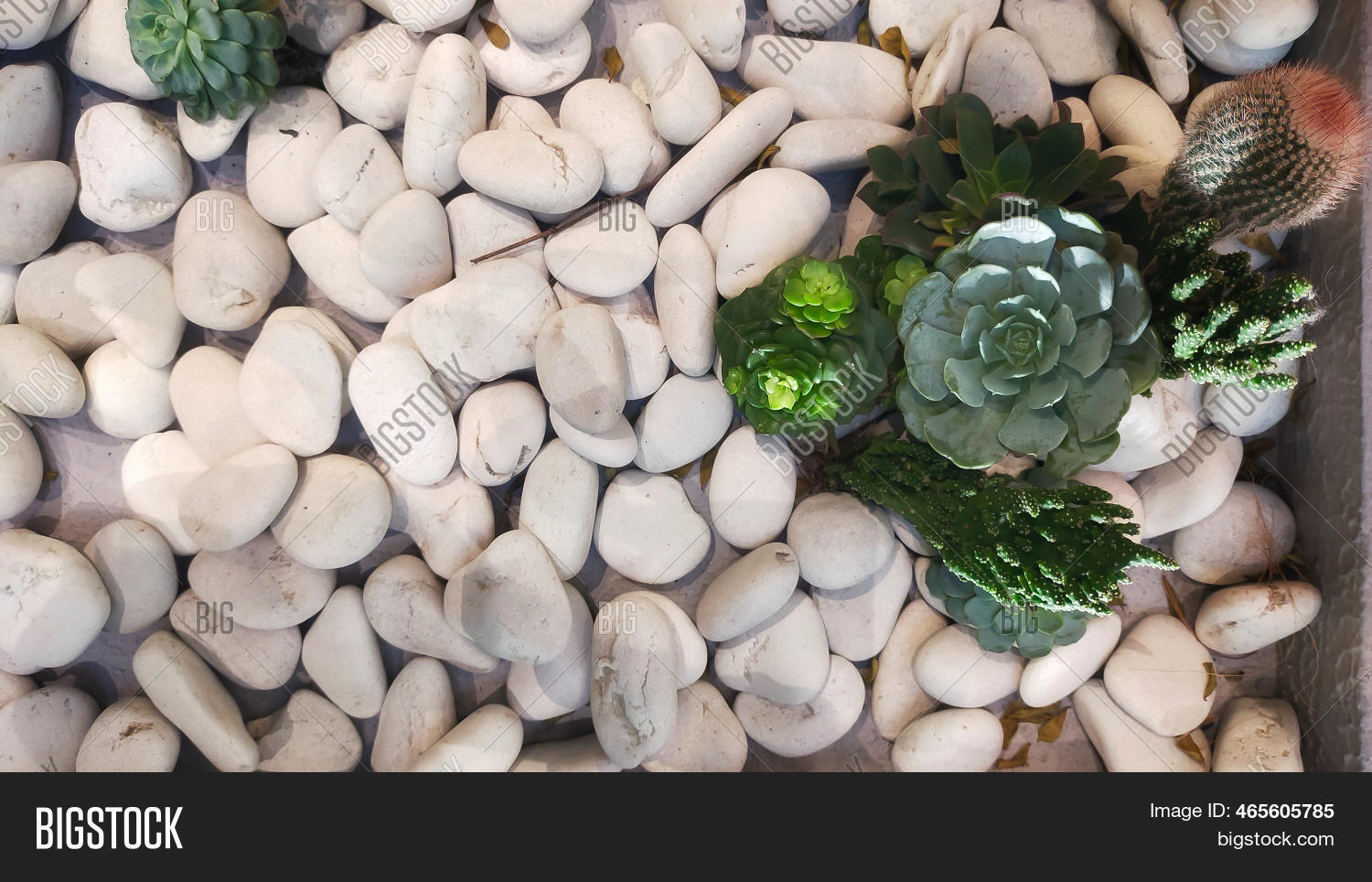 Succulents Combination Image & Photo (Free Trial) | Bigstock