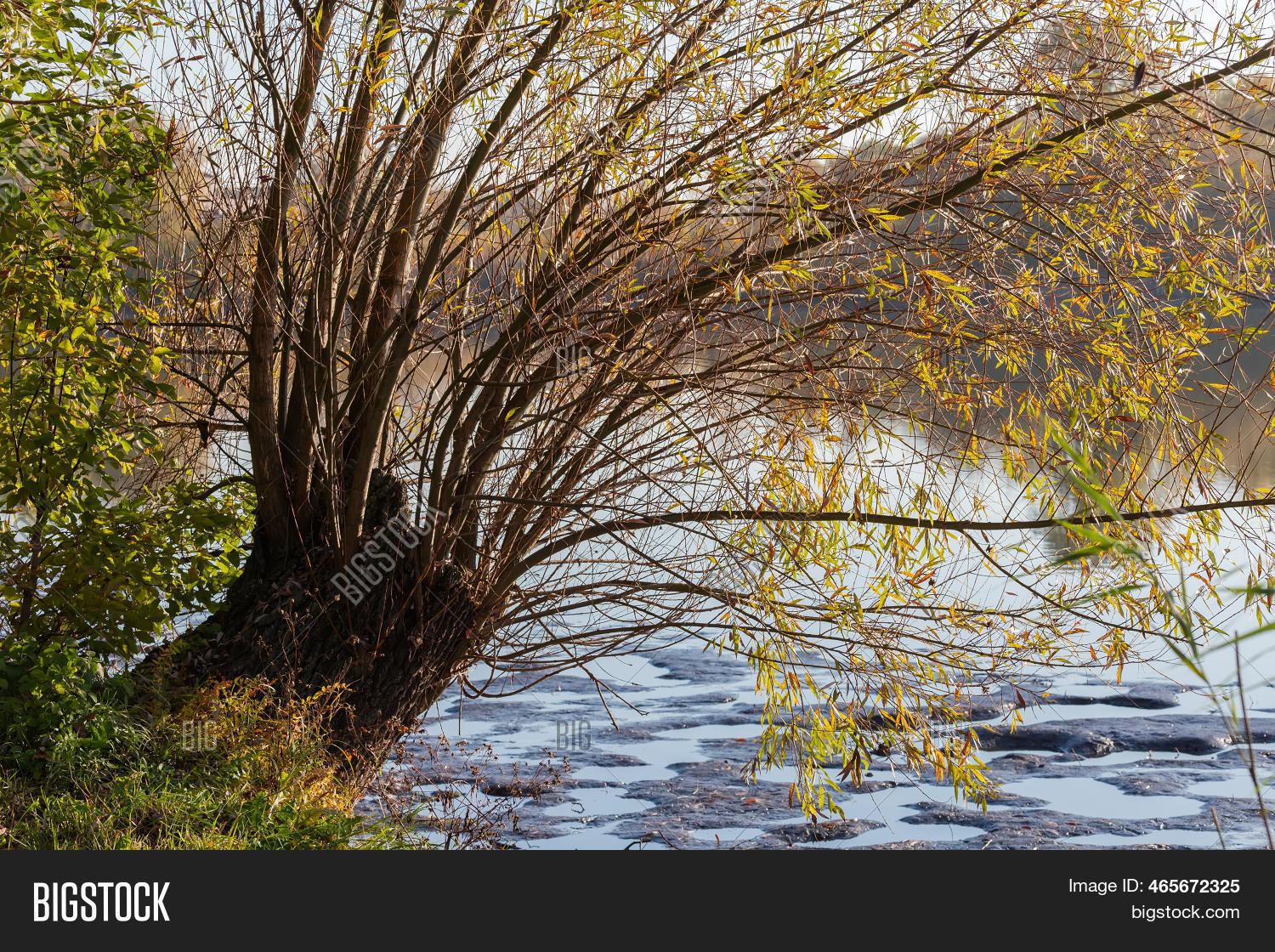 Shoots Willow Densely Image & Photo (Free Trial) | Bigstock