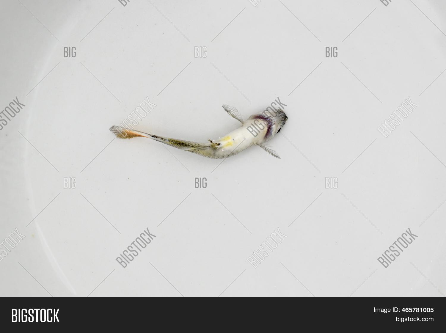 Guppy Fish Died Due Image & Photo (Free Trial) | Bigstock