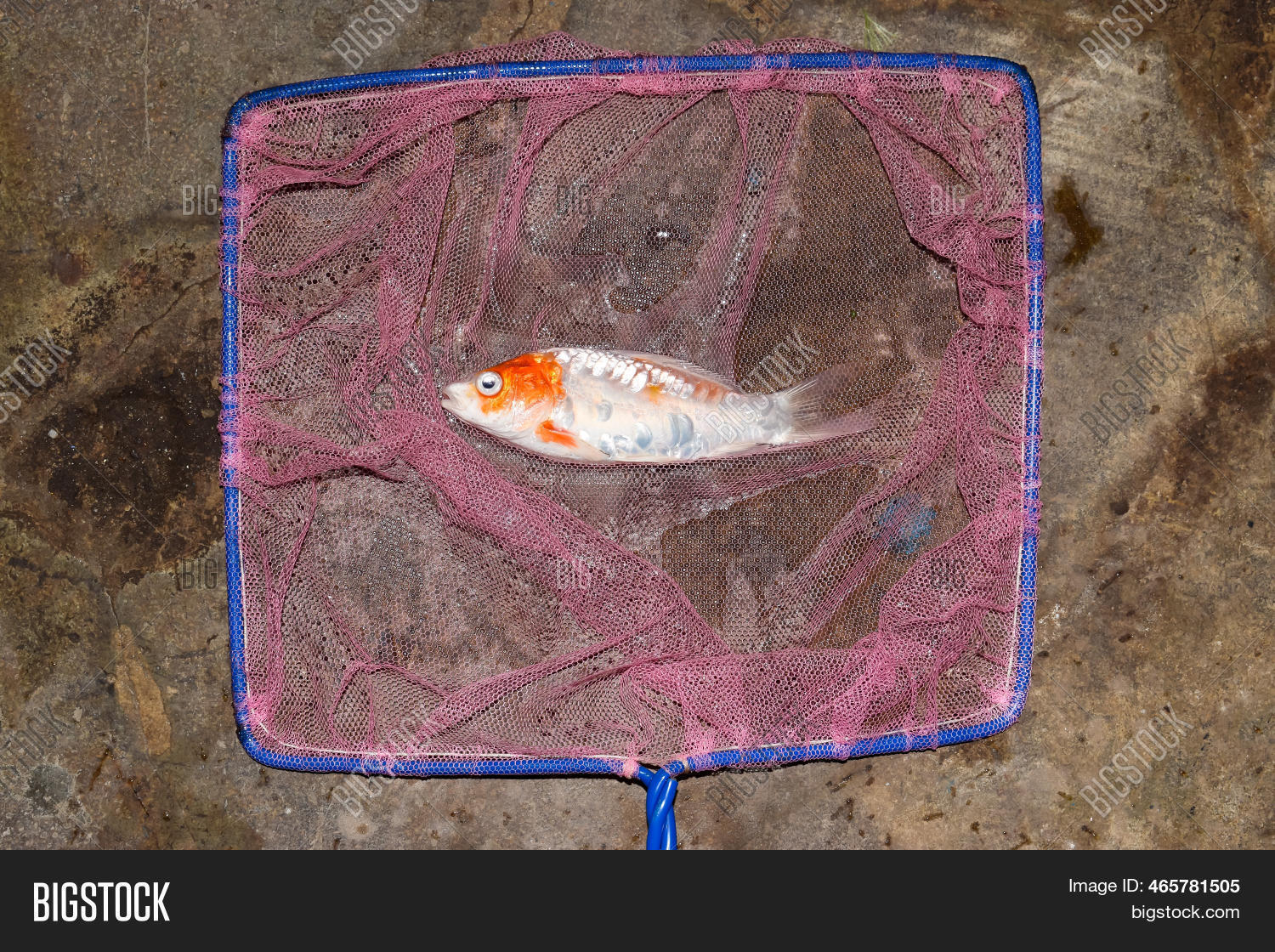 Kohaku Koi Fish Died Image & Photo (Free Trial) | Bigstock