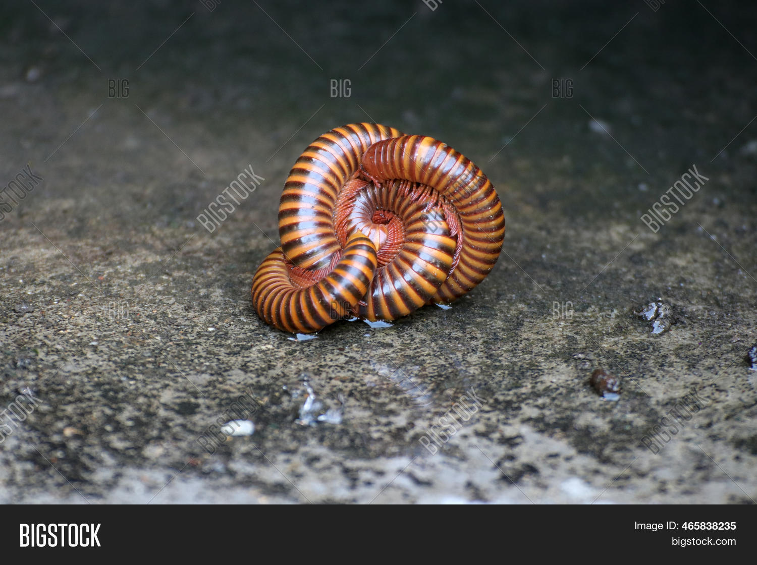 Millipedes Breeding Image & Photo (Free Trial) | Bigstock