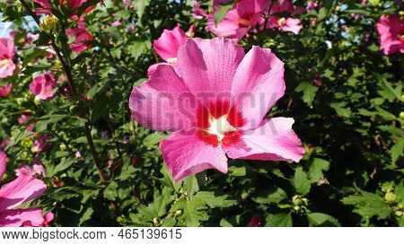 Hibiscus Is A Large Genus Of Plants In The Malvaceae Family. Pink ...