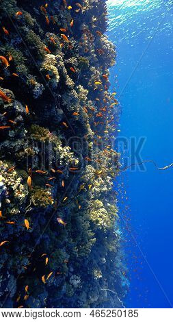 Underwater Photo Image & Photo (Free Trial) | Bigstock
