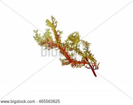 Marine Red Algae Image & Photo (Free Trial) | Bigstock