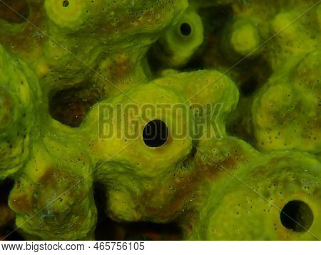 Yellow Tube Sponge Or Aureate Sponge (aplysina Aerophoba) Close-up ...