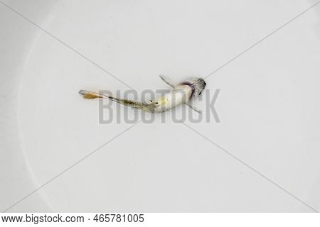 Guppy Fish Died Due Image & Photo (Free Trial) | Bigstock