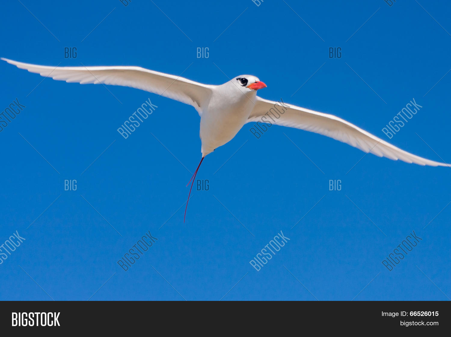 Red Billed Tropic Bird Image & Photo (Free Trial) | Bigstock