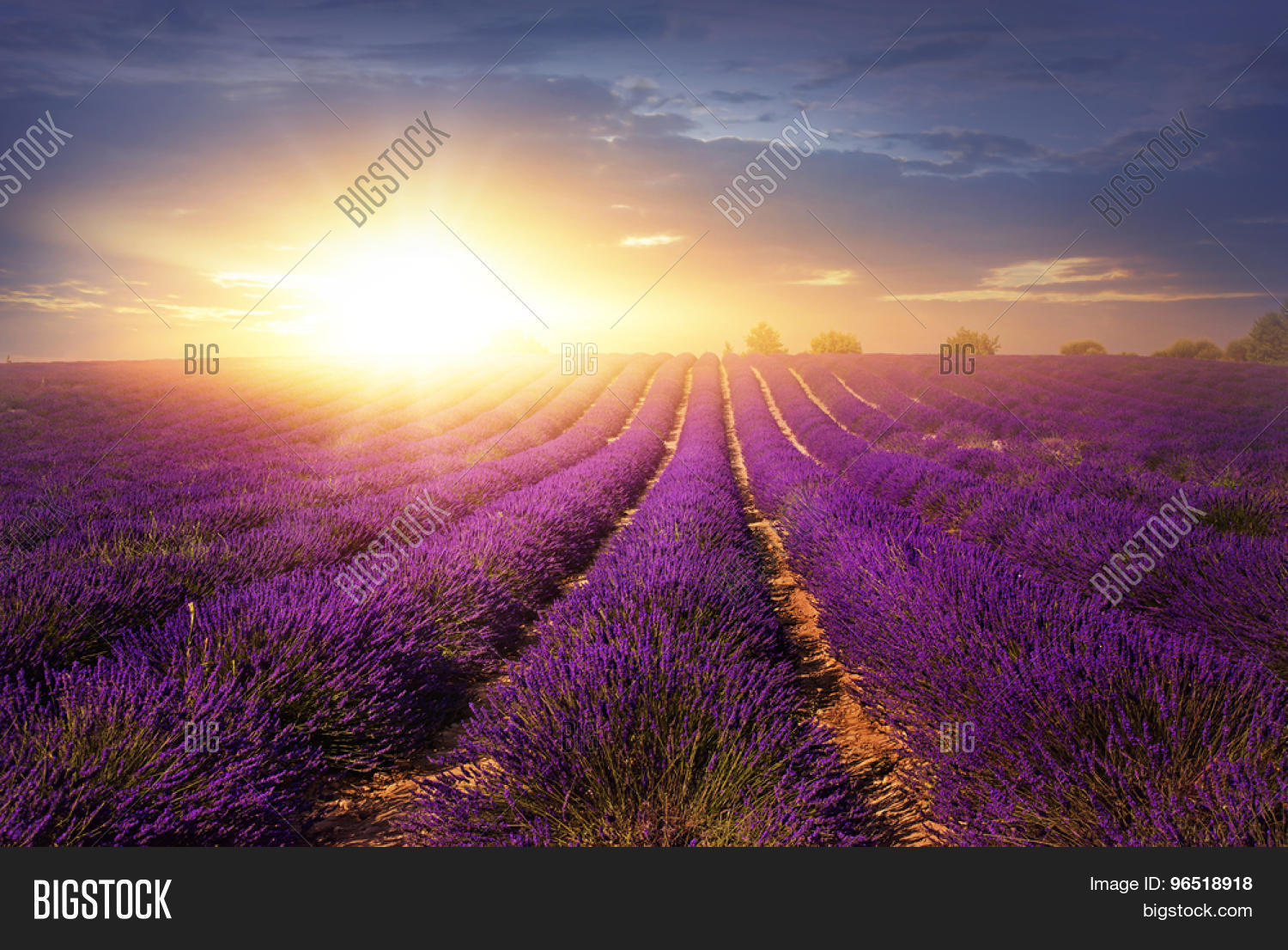 Lavender Field Sunset Image & Photo (Free Trial) | Bigstock