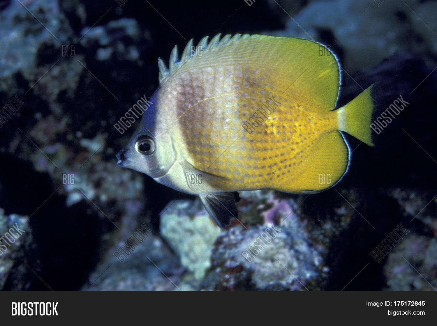 Klein's Butterflyfish Image & Photo (Free Trial) | Bigstock