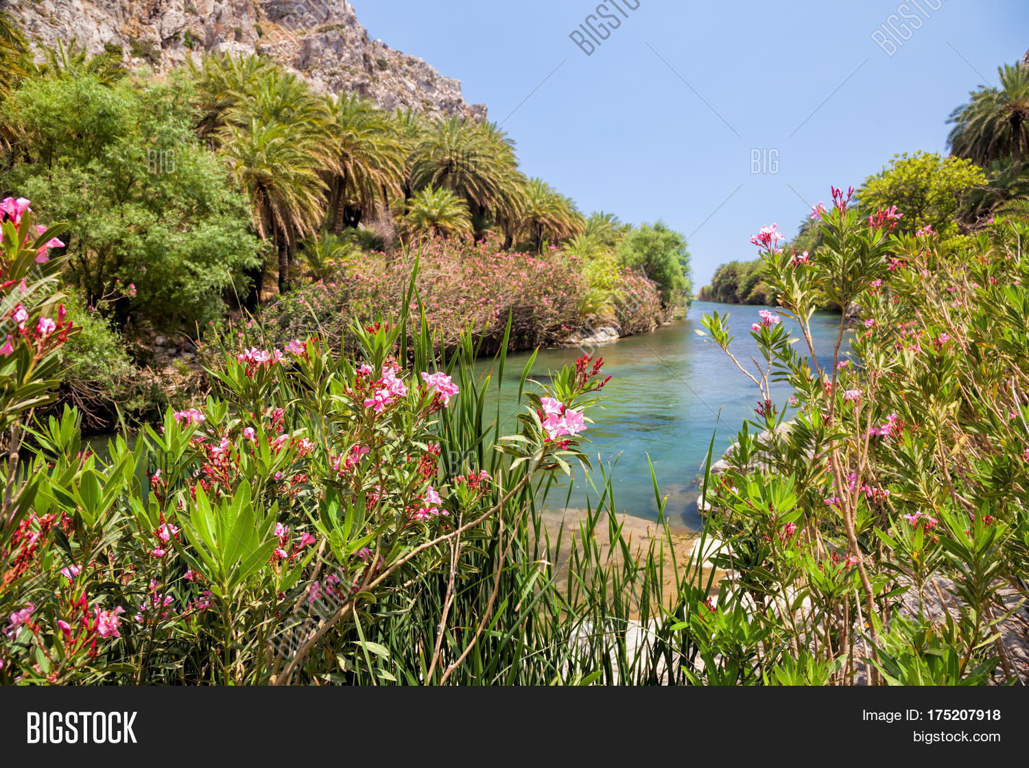 Blooming Oleander Image & Photo (Free Trial) | Bigstock
