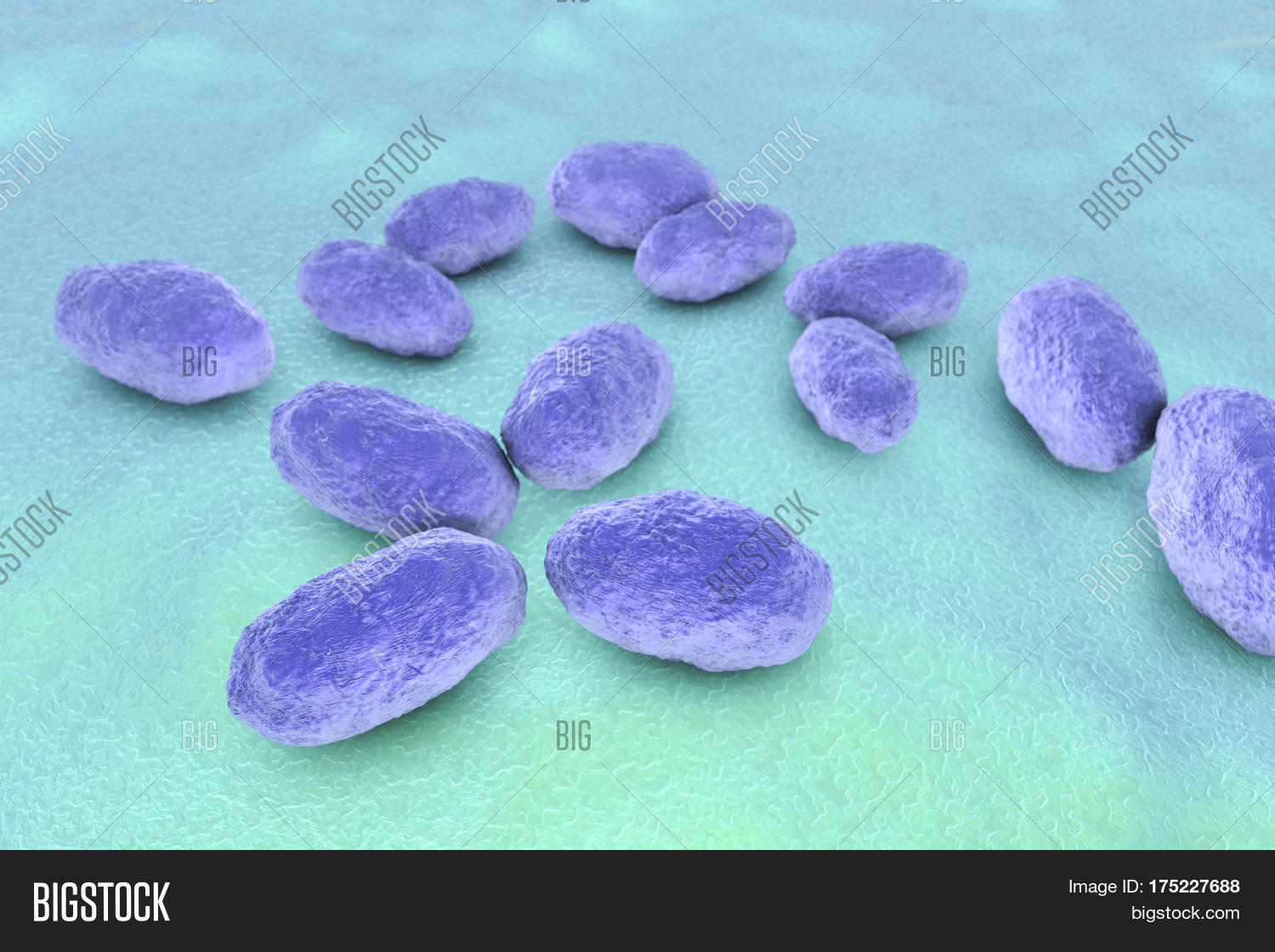 Haemophilus Influenzae Image & Photo (Free Trial) | Bigstock