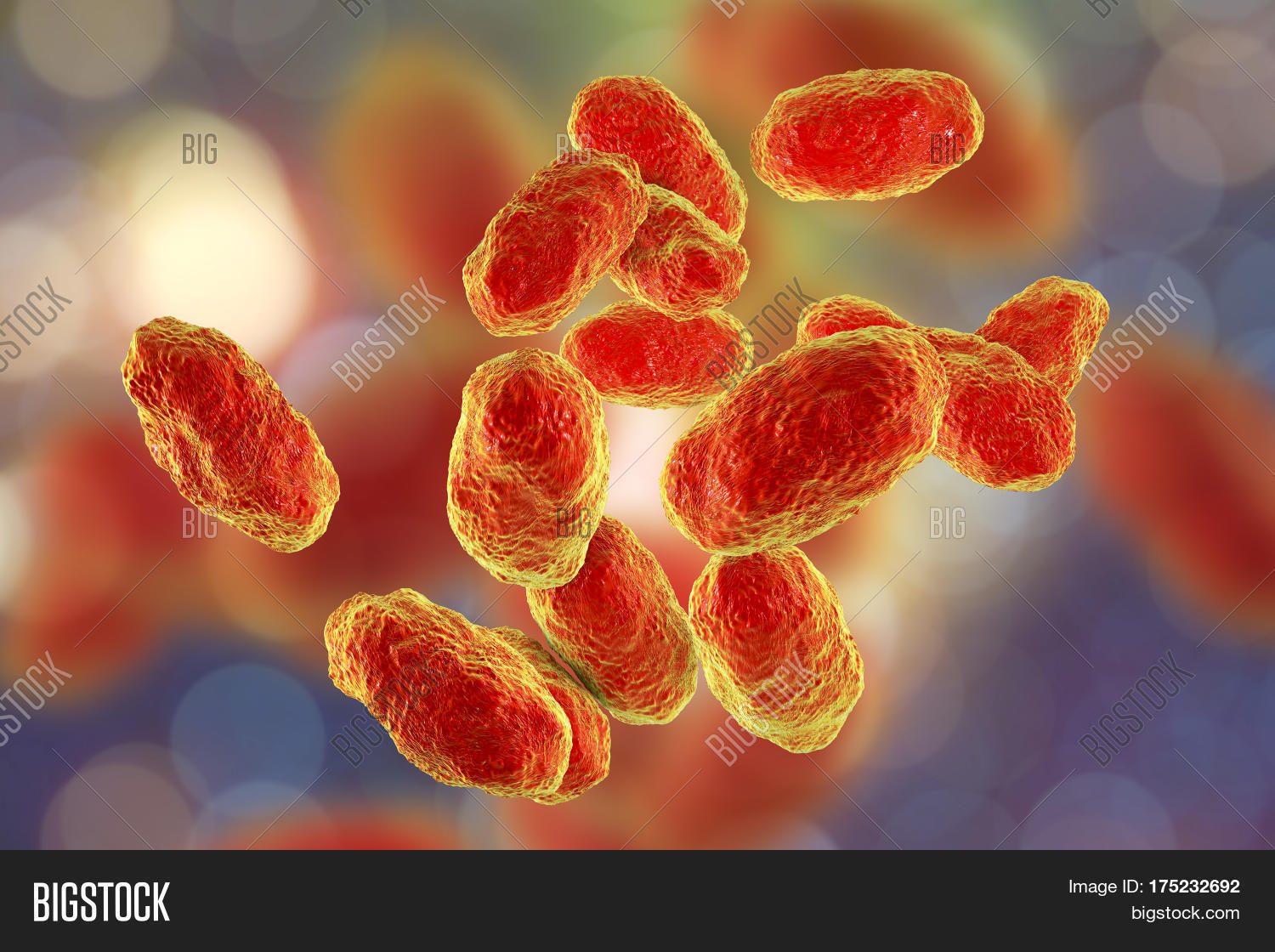 Gram Negative Coccobacillus